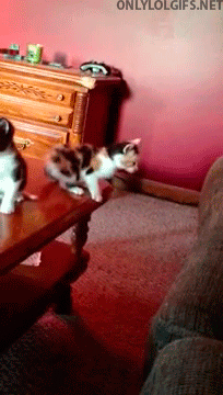 Cat fail kitten jump GIF on GIFER - by Magar