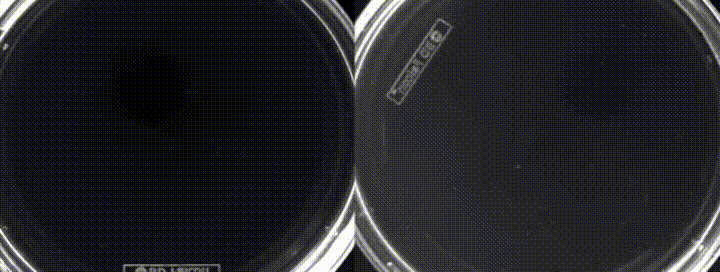 GIF motility interesting swarming - animated GIF on GIFER - by Monaya