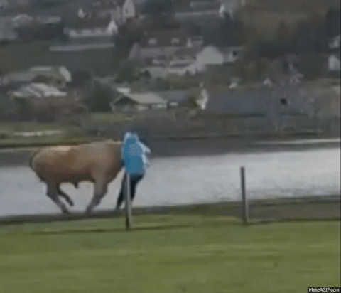 Fox broadcasting fox ginny baker mad GIF auf GIFER - von Kalune