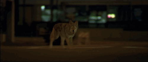GIF collateral movie wolf - animated GIF on GIFER - by Kewyn