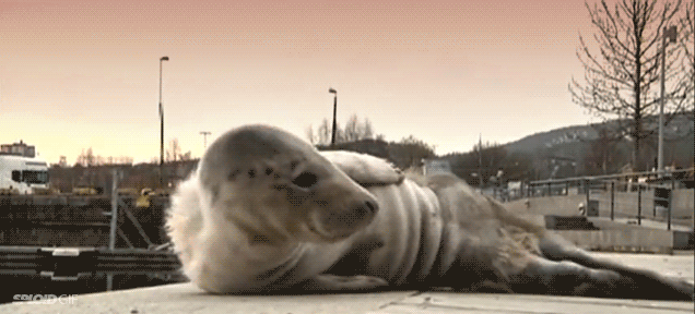 GIF animal - animated GIF on GIFER - by Miradora