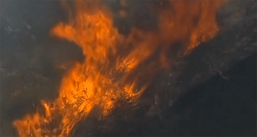 Forest Fire Gif Tumblr Wild Video Shows Moments West Park Home