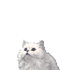 Transparent miau GIF on GIFER - by Murisar