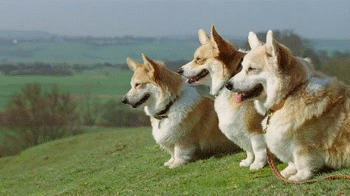 Corgis GIF on GIFER - by Felogra