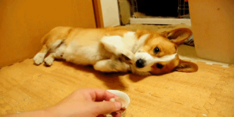 GIF corgis - animated GIF on GIFER - by Shakatilar