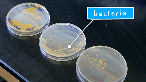 Bacteria biology organism GIF on GIFER - by Fodar