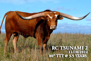 Texas longhorns GIF on GIFER - by Groshura