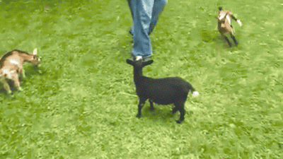 Funny Goat Gifs