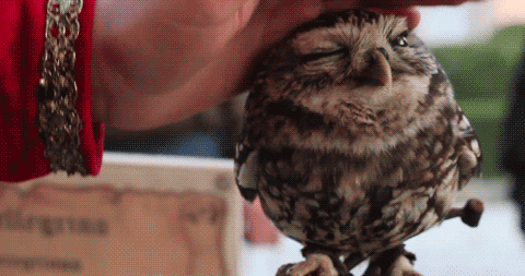 Gif De Búho Espeluznante Gente Los Búhos, Son Básicamente Gatos Con