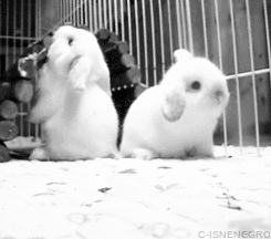 Gif De Conejo Que Falla En El Salto Icono De Animación De Conejo.