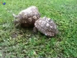 Tortoise bro GIF on GIFER - by Penn