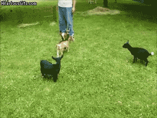Baby goat rude GIF on GIFER - by Saisida