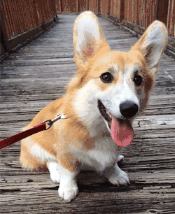 Corgis GIF on GIFER - by Rageredeemer