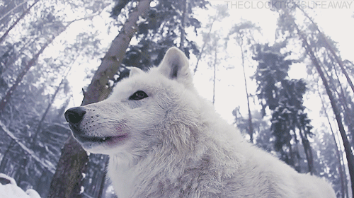 GIF werewolf animals snow - animated GIF on GIFER - by Malasho