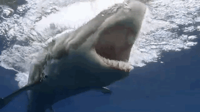 Gif De Tiburones Tumblr