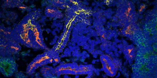 Medicine induced pluripotent stem cell ipsc GIF on GIFER - by Beazelar