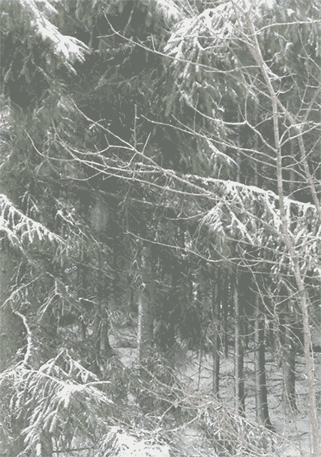Forest snow GIF on GIFER - by Kakasa