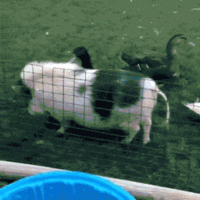 Incredible Crew Solar System Wolf