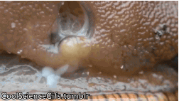 Mollusc biology snail GIF on GIFER - by Stonemoon