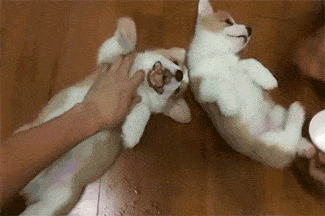 Animals dogs puppies GIF on GIFER - by Goltir