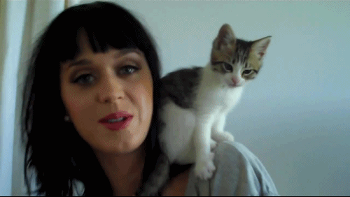 Cat katy perry asdfghjkl GIF on GIFER - by Spellseeker