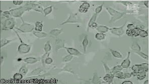 Гифка биология pathology гиф картинка, скачать анимированный gif на ...