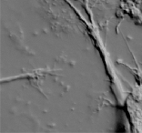 Neuron brain GIF on GIFER - by Nisida