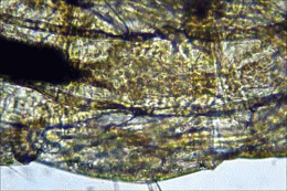 Jeremy Rohmer Antm ANTM: Boys In The House [Nyle Vs Justin] | THE