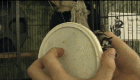 Surprise package GIF on GIFER - by Auri