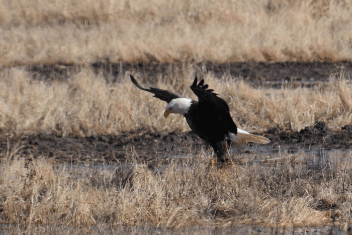 Eagles GIF on GIFER - by Vudosho