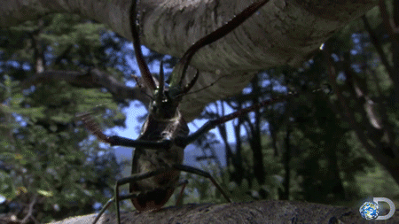 Beetle animals science GIF on GIFER - by Vujinn