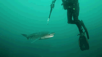 Week shark GIF on GIFER - by Swordweaver