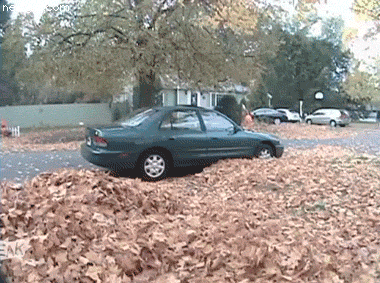 Autumn leaves scared ouch GIF on GIFER - by Morludar
