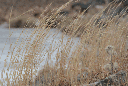 Nature animals photos GIF on GIFER - by Manatius