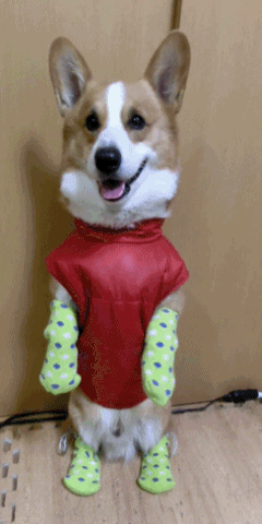 GIF cute dog - animated GIF on GIFER - by Gargas