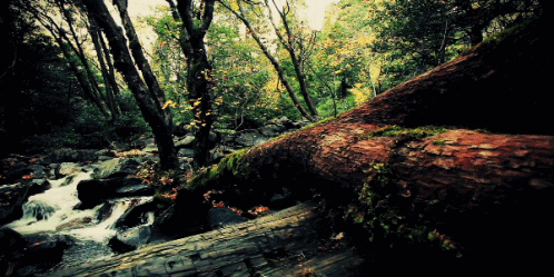 Forest GIF on GIFER - by Redeye