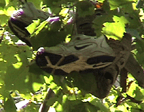 Trees GIF on GIFER - by Morn