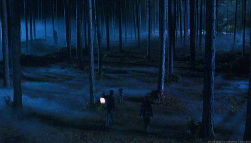 GIF forest - animated GIF on GIFER - by Cera