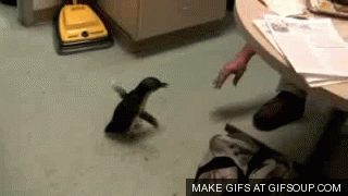 GIF cookie - animated GIF on GIFER - by Malafyn