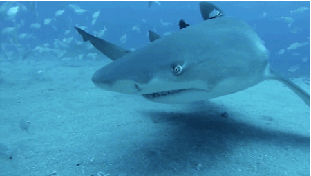 Gif De Tiburón Con Volantes