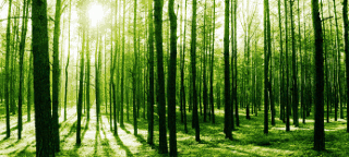 Forest GIF on GIFER - by Duzilkree