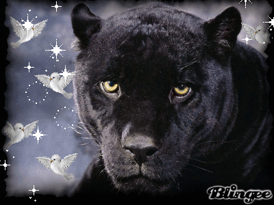 Black panther GIF on GIFER - by Vugore