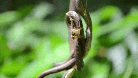 Snake spider carry GIF on GIFER - by Zathis