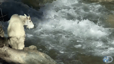GIF animals mountain goat - animated GIF on GIFER - by Masho
