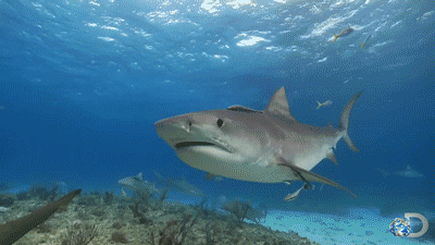 GIF shark attack tiger shark tiger shark attack - animated GIF on GIFER ...