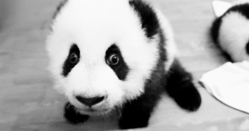 Criança panda GIF em GIFER - de Darkseeker