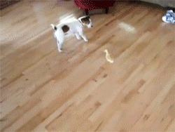 GIF the rescuers - animated GIF on GIFER - by Burilas