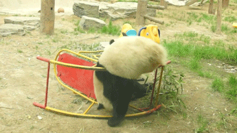 GIF animals animal playing - animated GIF on GIFER - by Burisius