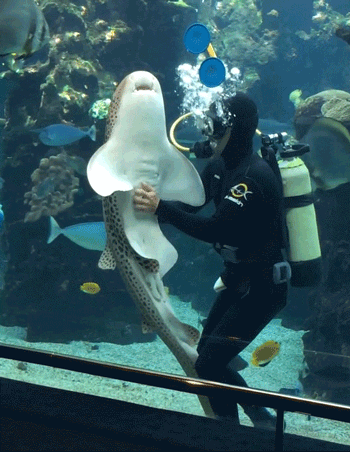 Requin Gobelin Mangeant Gif Semaine Des Requins Souriant Le Monde De