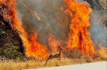 Forest deviantart fire GIF on GIFER - by Centririus